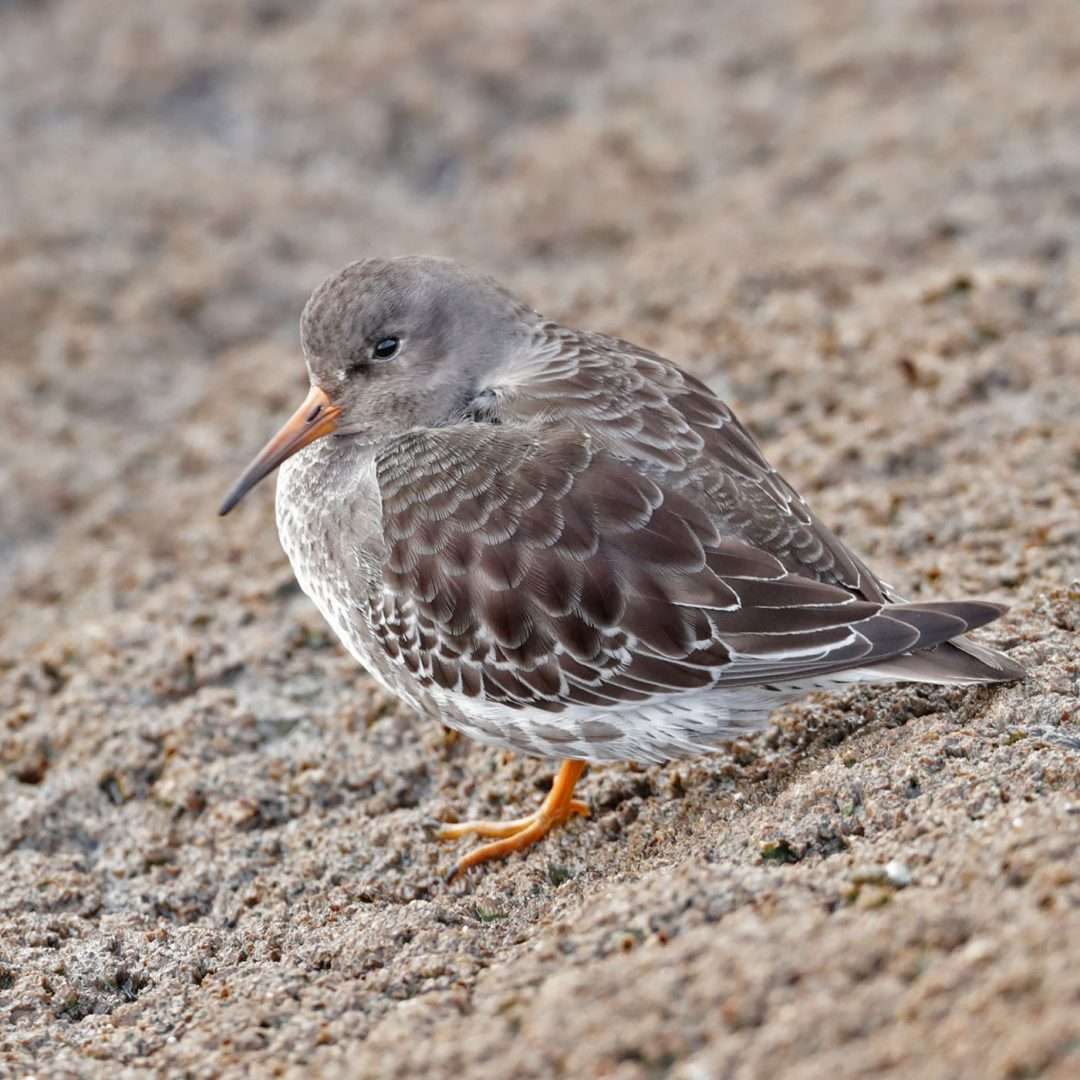 Purple Sandpiper at Torquay Harbour by Steve Hopper - Devon Birds