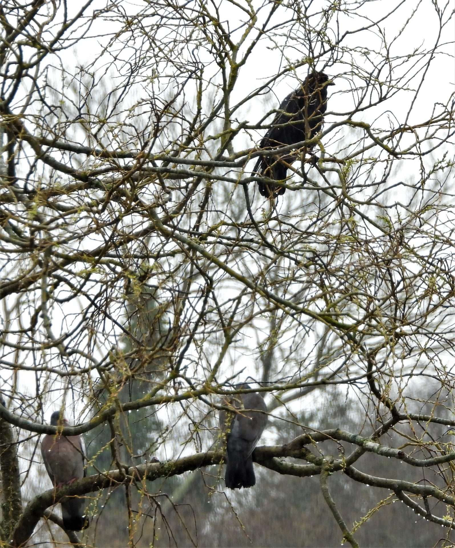 Raven at Combeinteignhead by Kenneth Bradley - Devon Birds