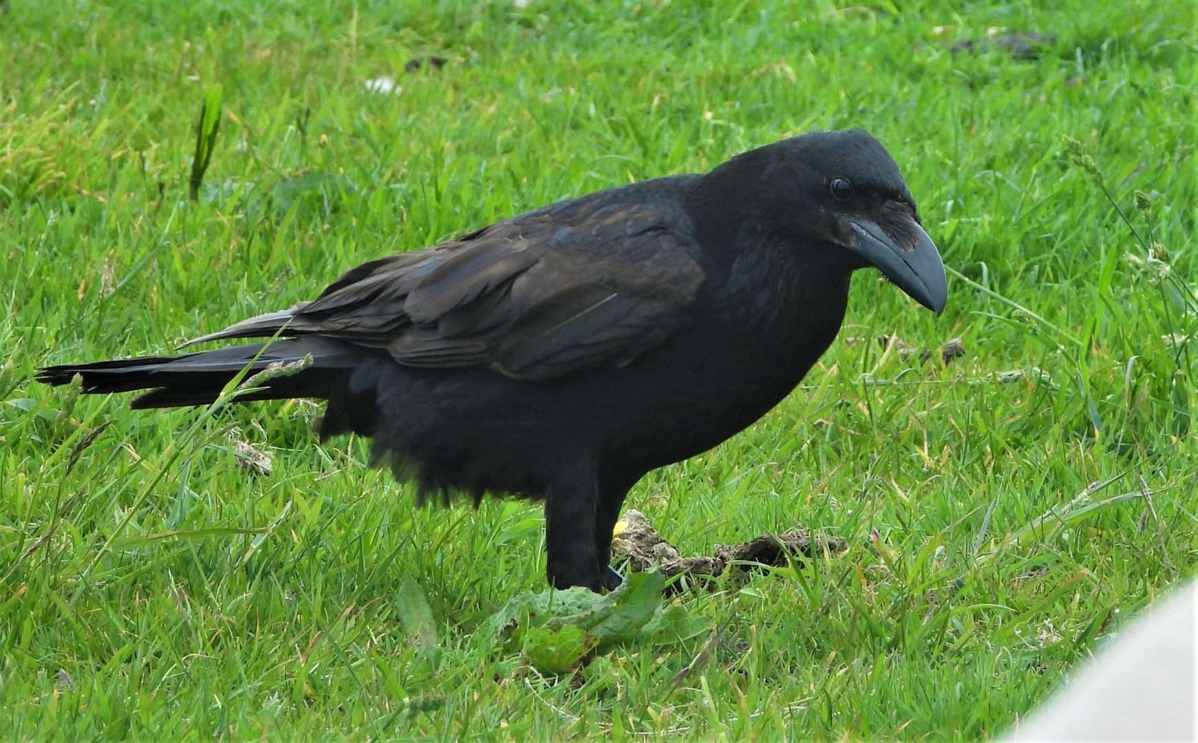 Raven at Lundy island by Kenneth Bradley - Devon Birds