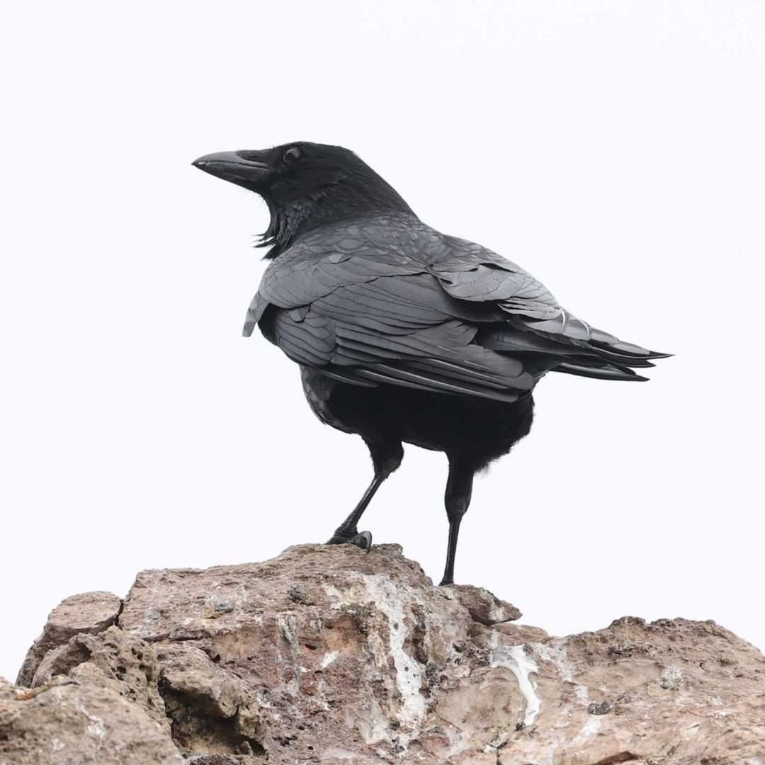 Raven at Berry Head by Steve Hopper - Devon Birds