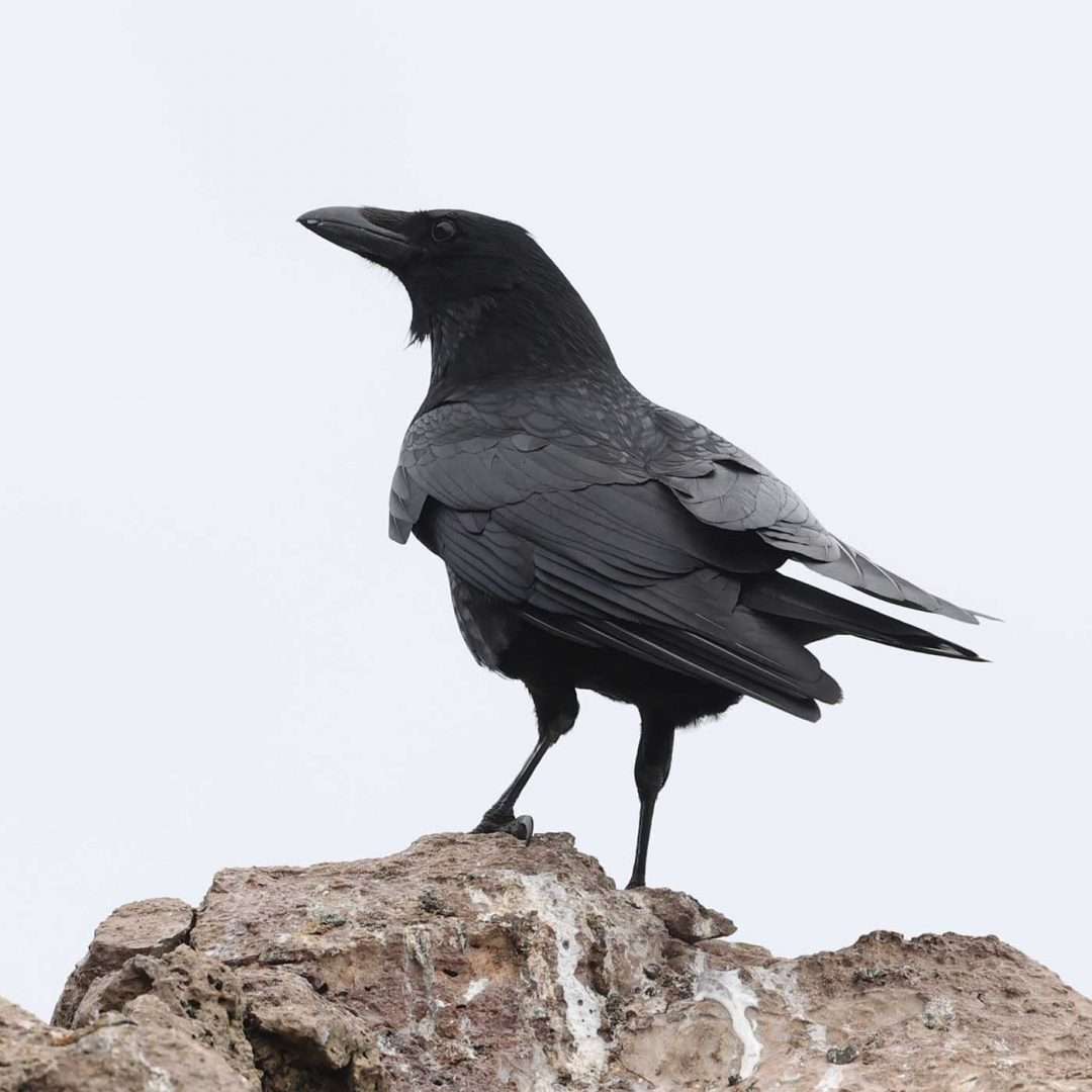 Raven at Berry Head by Steve Hopper - Devon Birds