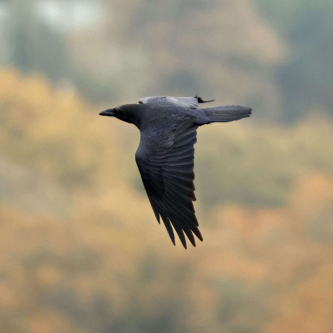 Raven at South Brent by Steve Hopper - Devon Birds