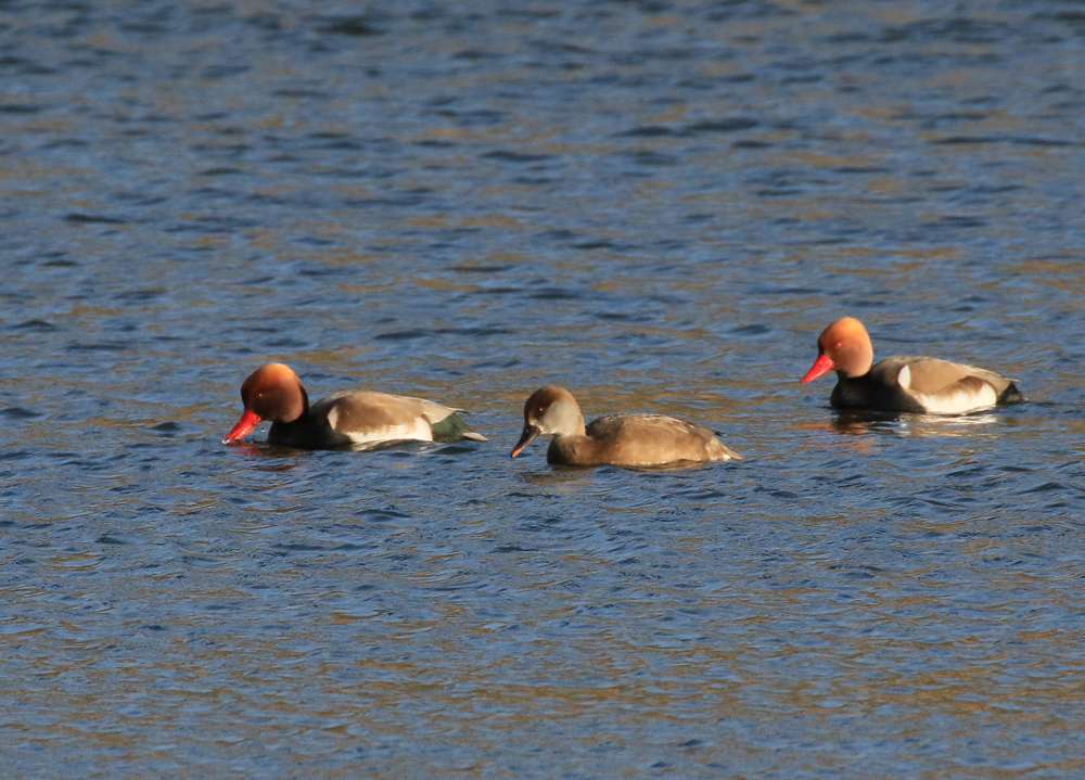 Red Crested Pochard at Wrafton Pond, Braunton by Martin Batt - Devon Birds