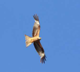 Red Kite at Dartmoor Challacombe Down by Chris Buckland - Devon Birds