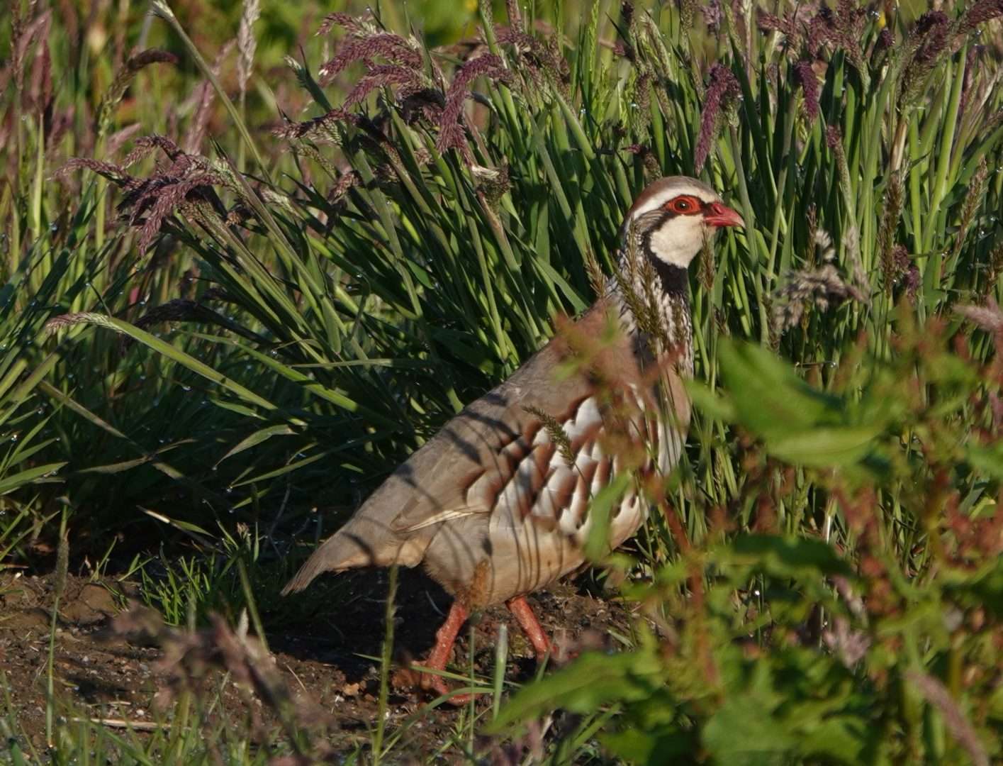 Red Legged Partridge at Holsworthy Beacon by Paul Howrihane - Devon Birds