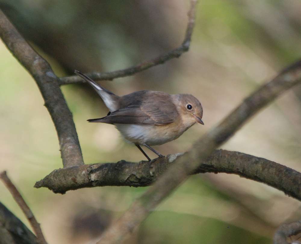 Red-breasted Flycatcher at Prawle by Pat Mayer - Devon Birds