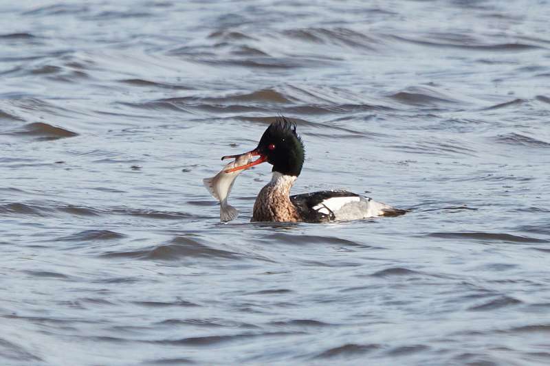 Red-breasted Merganser at River Teign by Keith McGinn - Devon Birds