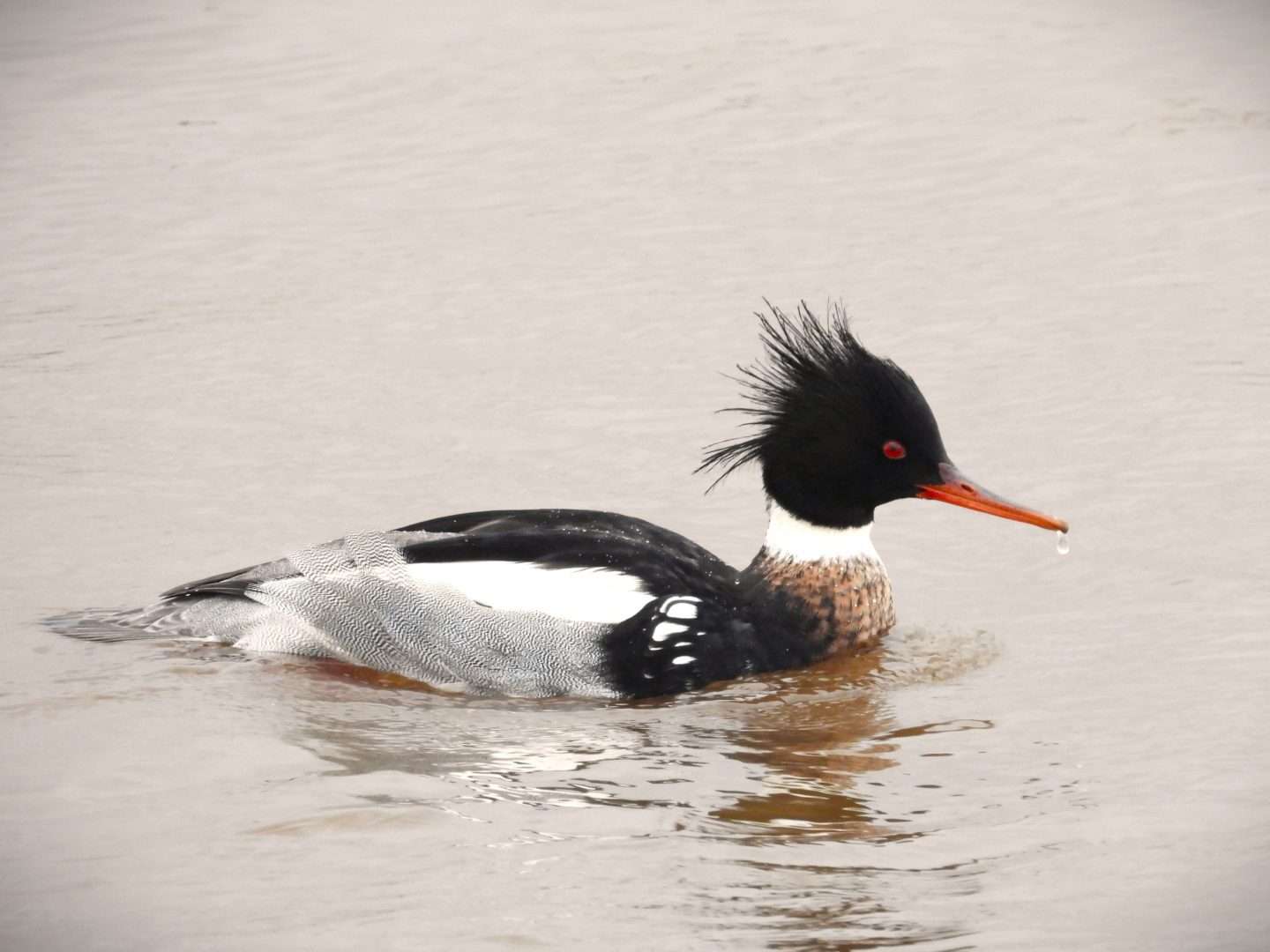 Red-breasted merganser at Exe estuary turf lock by Jason Jones - Devon Birds
