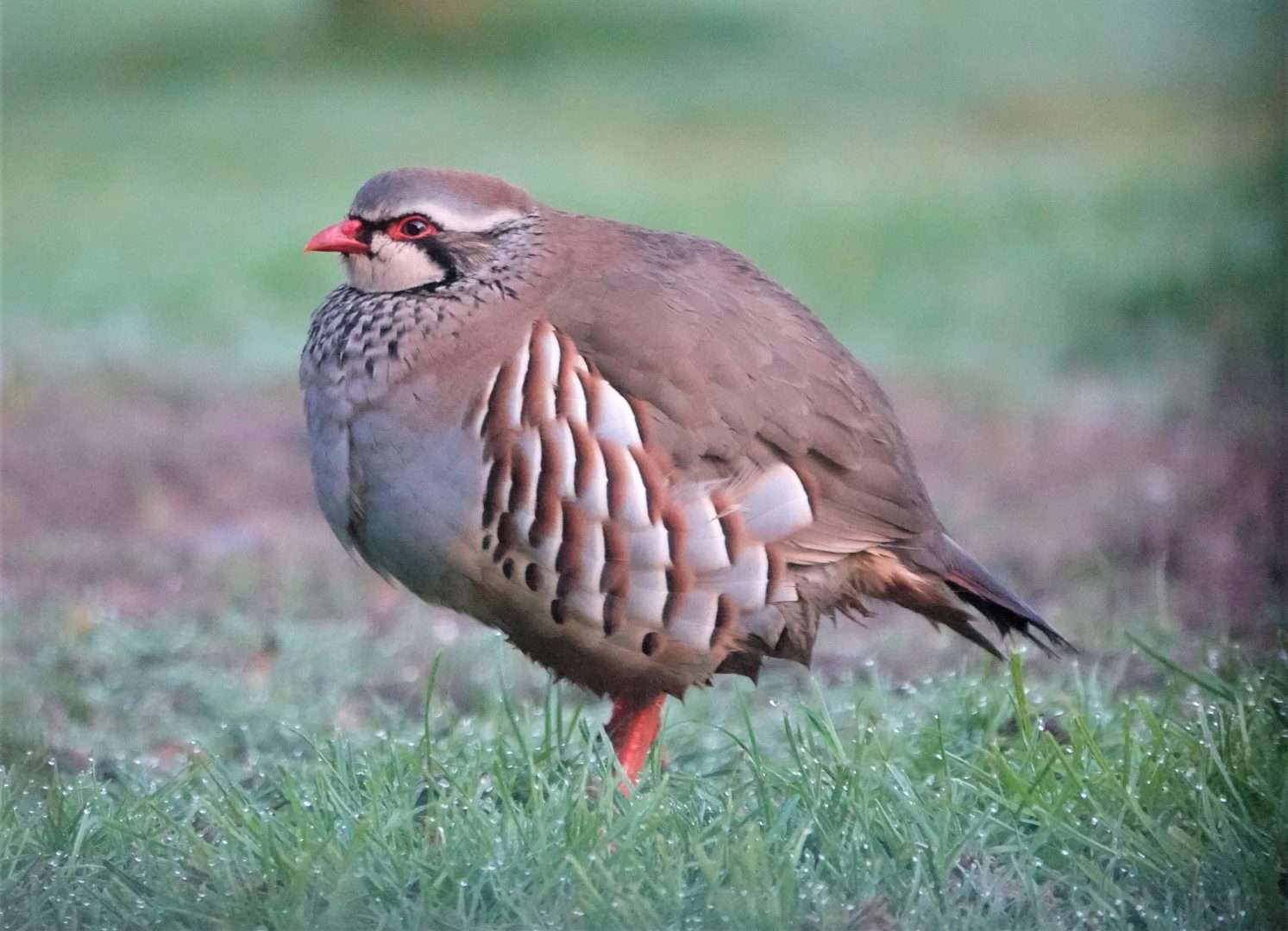 Red-legged Partridge at Soldon Cross by Paul Howrihane - Devon Birds