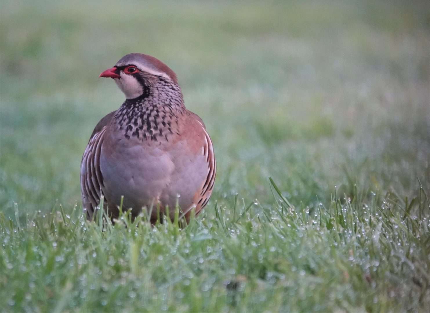 Red-legged Partridge at Soldon Cross by Paul Howrihane - Devon Birds