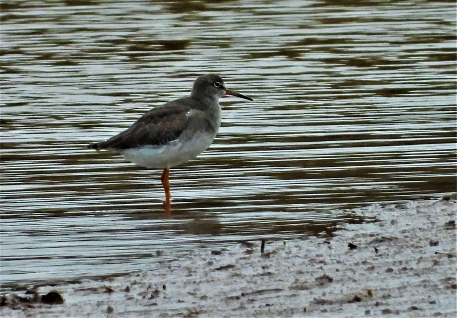 Redshank at Goosemoor RSPB by Kenneth Bradley - Devon Birds