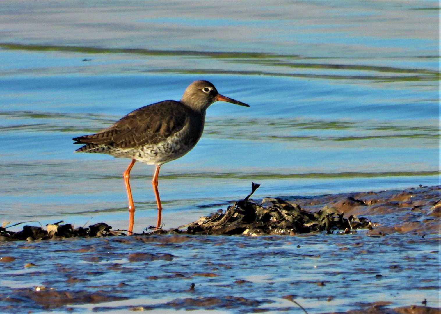 Redshank at Combe cellars by Kenneth - Devon Birds