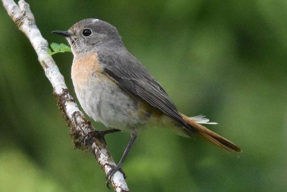 Redstart at Yarner Wood by Duncan Leitch - Devon Birds