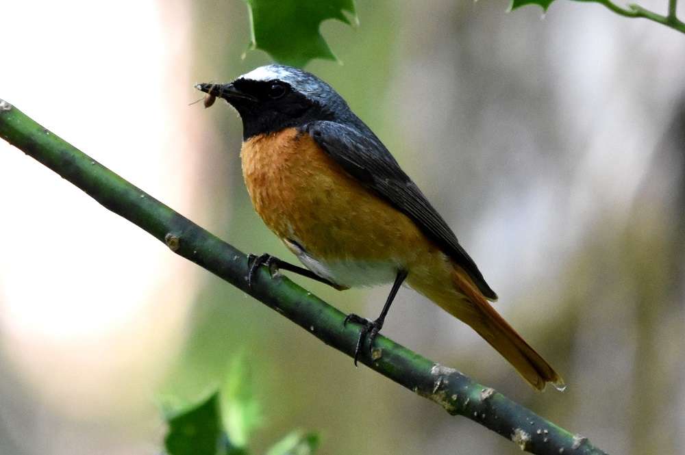 Redstart at Yarner Wood by Duncan Leitch - Devon Birds