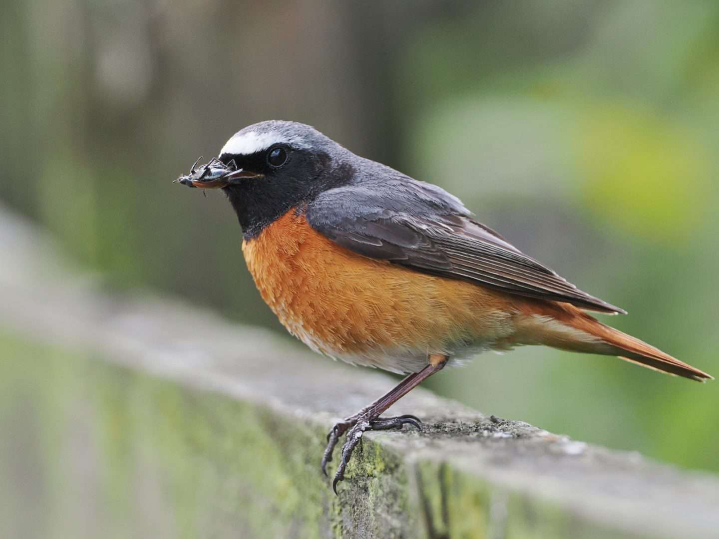 Redstart at Challacombe by Tom Wallis - Devon Birds