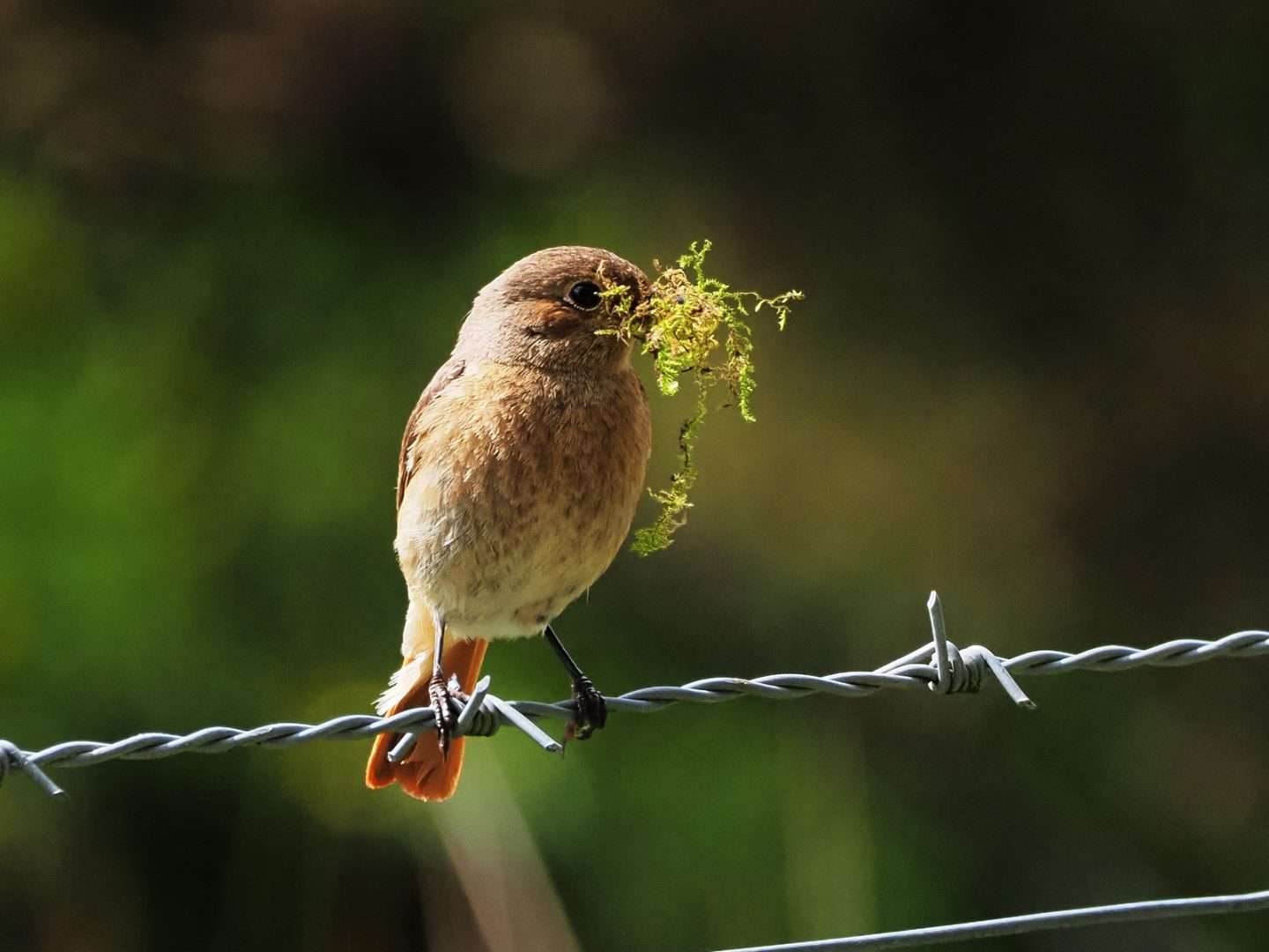 Redstart at Challacombe by Tom Wallis - Devon Birds