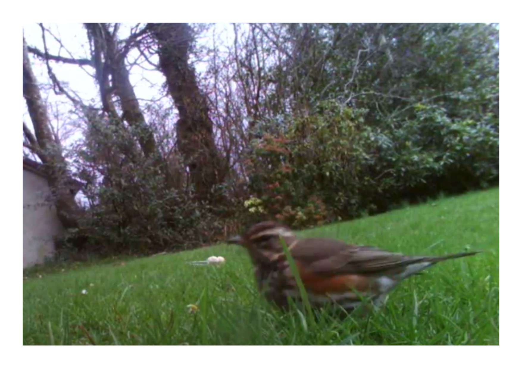 Redwing at Germansweek by Mark Palmer - Devon Birds