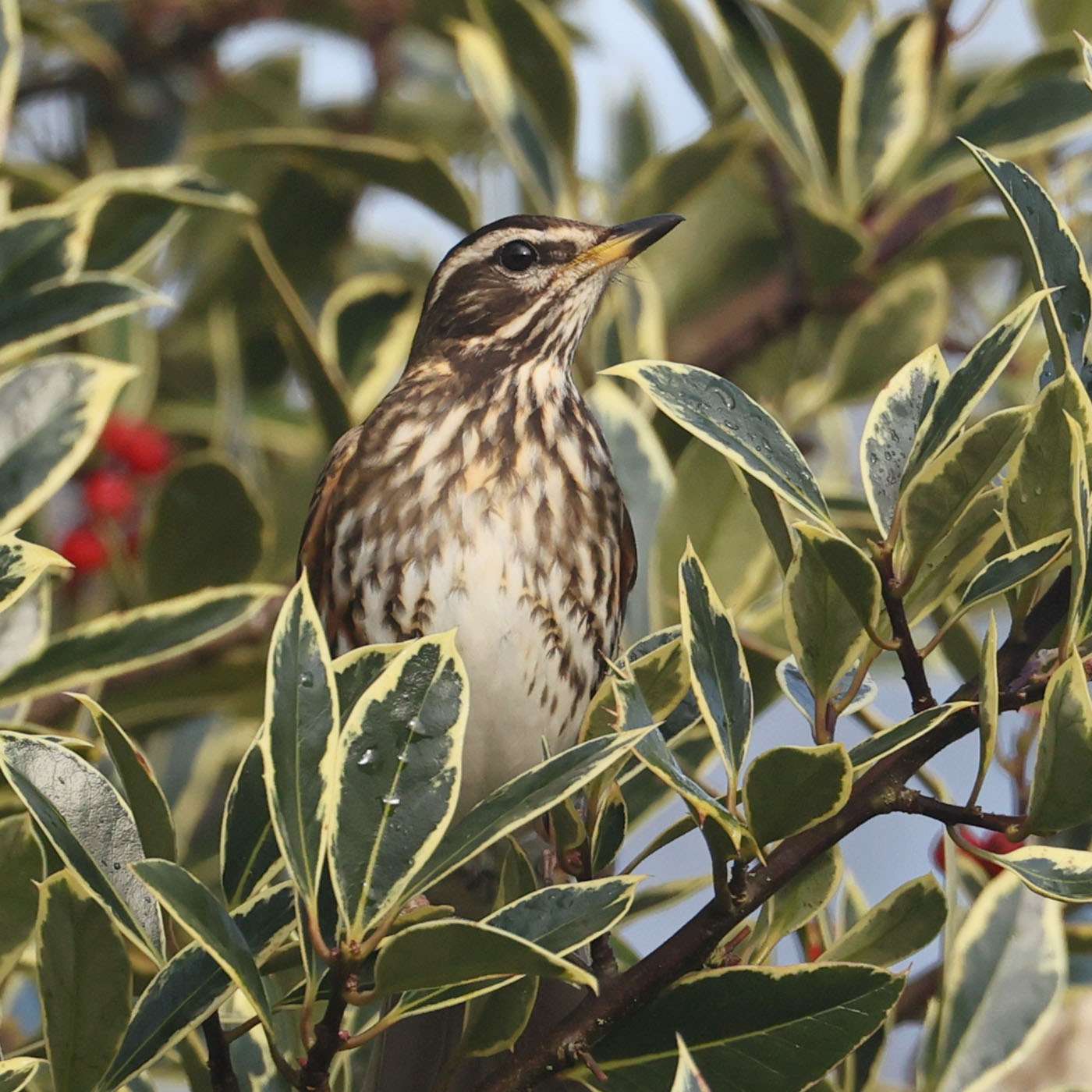 Redwing at South Brent by Steve Hopper - Devon Birds