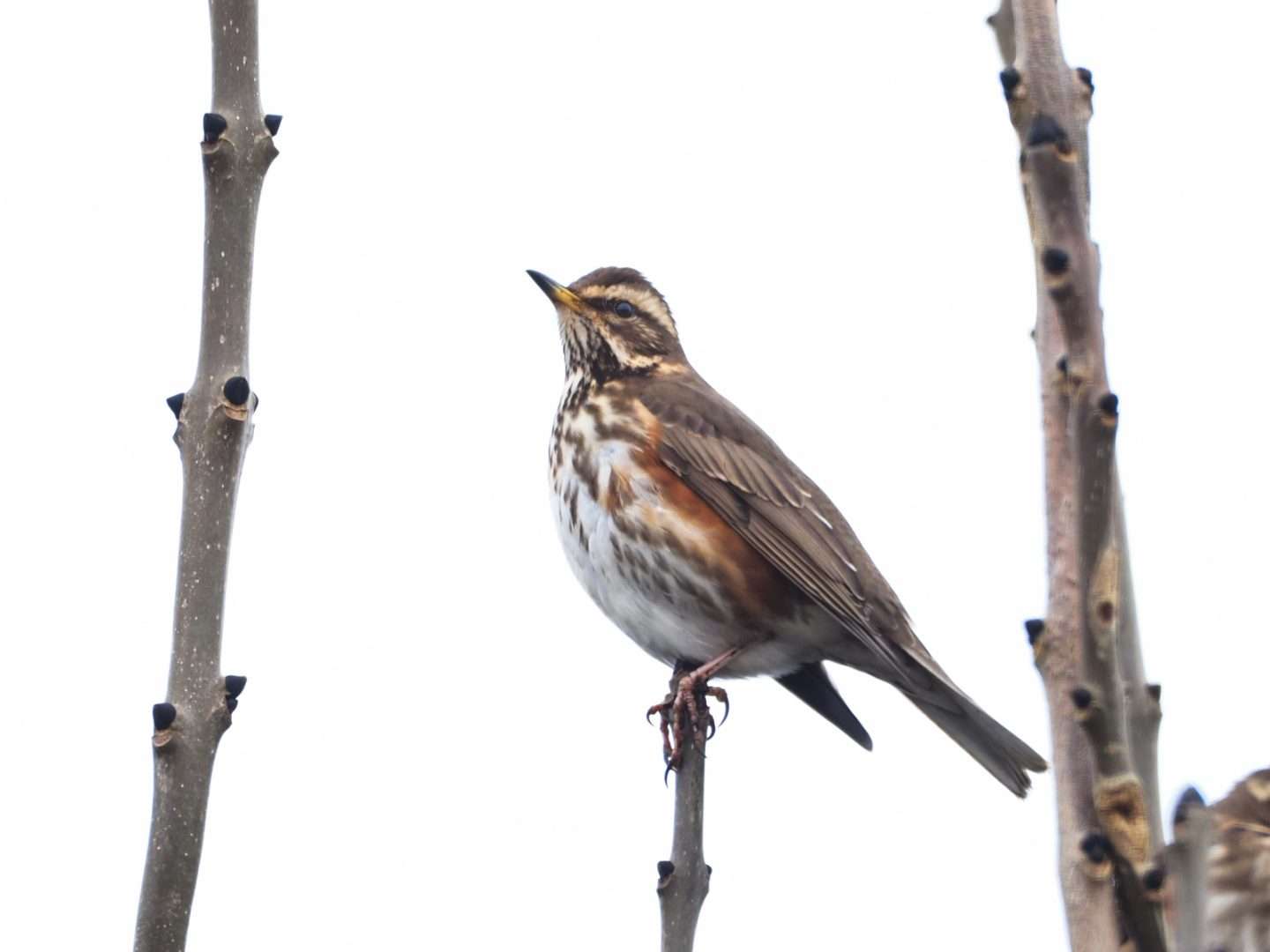 Redwing at Okehampton by Tom Wallis - Devon Birds