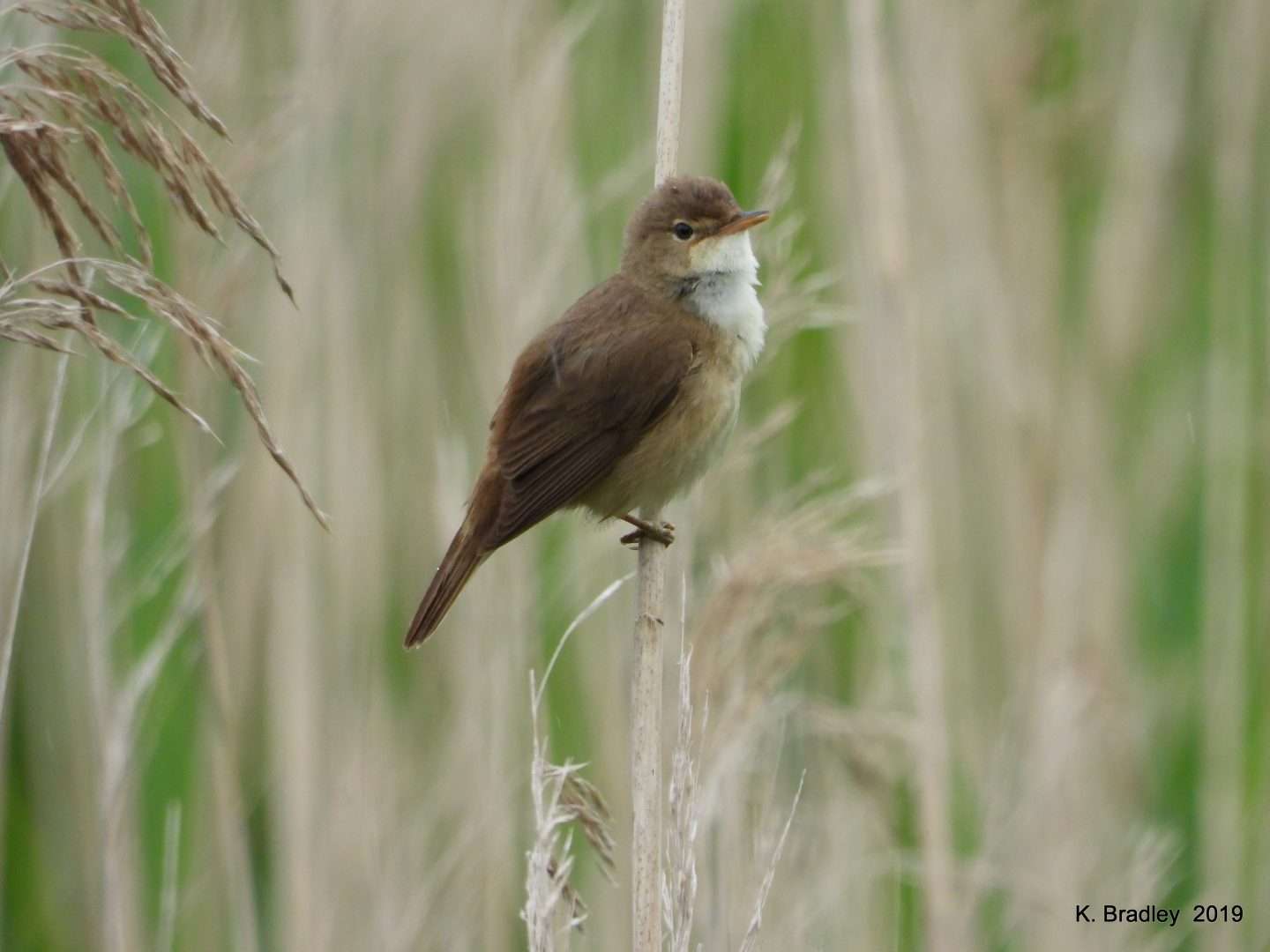 Reed Warbler at Otterton Estuary Reserve by Kenneth Bradley - Devon Birds