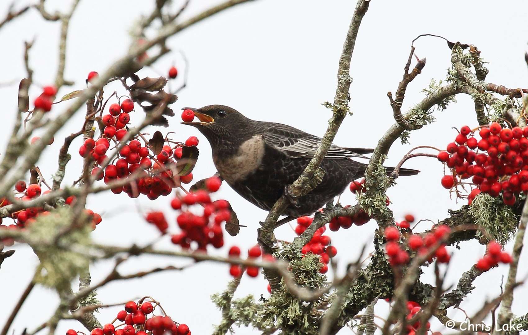 Ring Ouzel at Shipley Bridge by Christopher Lake - Devon Birds