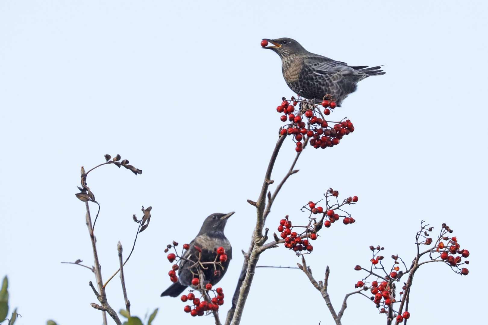 Ring Ouzel at Avon Dam by Ian Loyd - Devon Birds