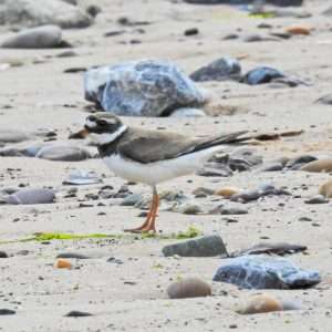 Ringed Plover at Dawlish Warren by Emma Whitton - Devon Birds