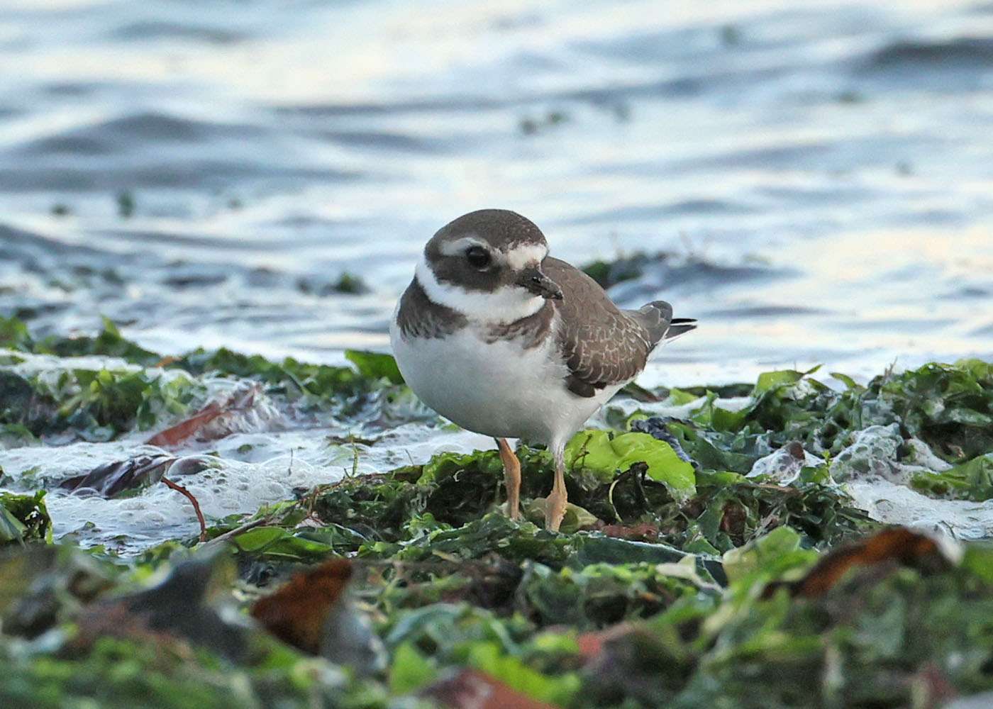 Ringed Plover at Dawlish Warren NR by Steve Hopper - Devon Birds
