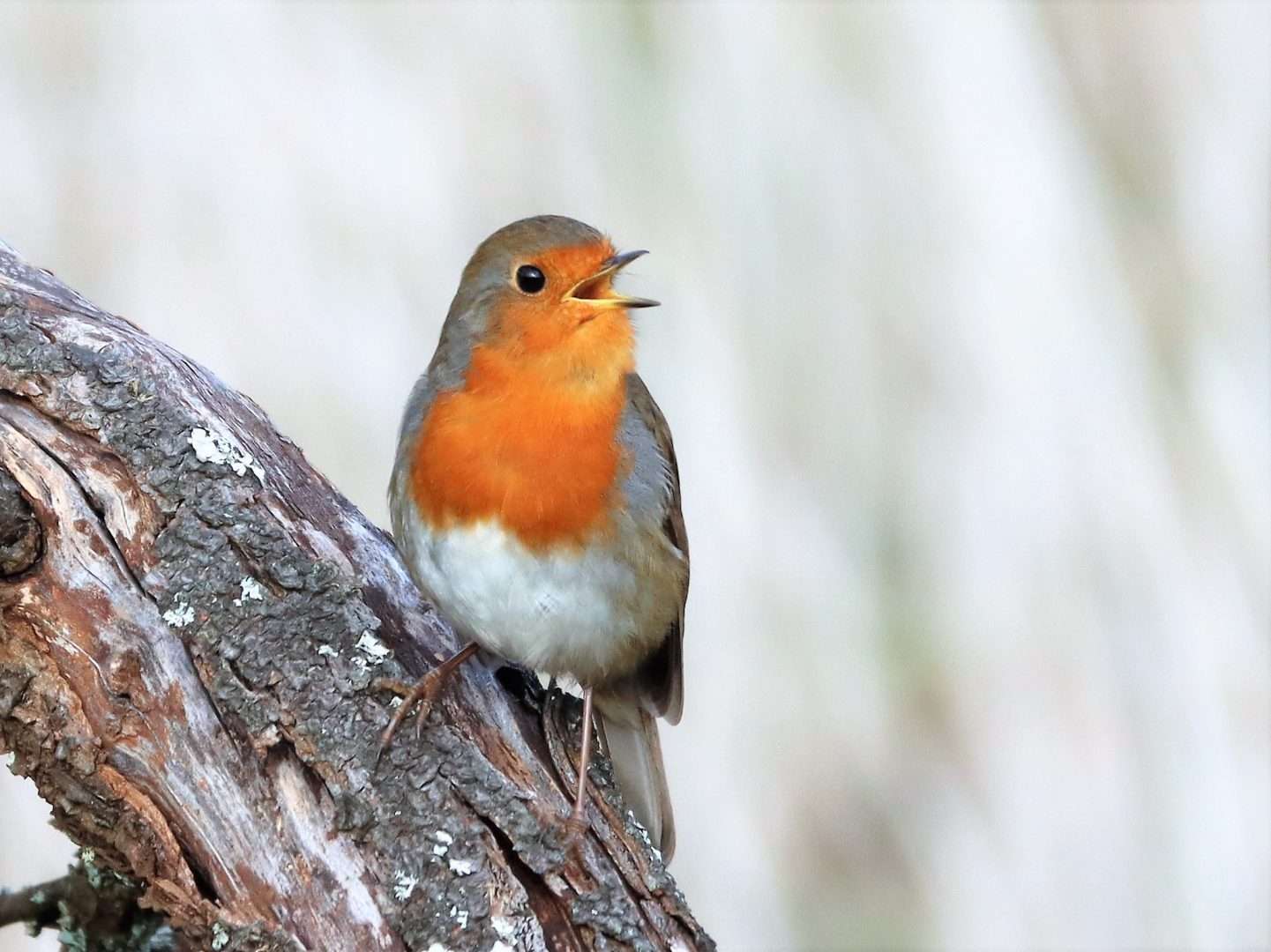 Robin at Charleton Marsh by David Batten - Devon Birds