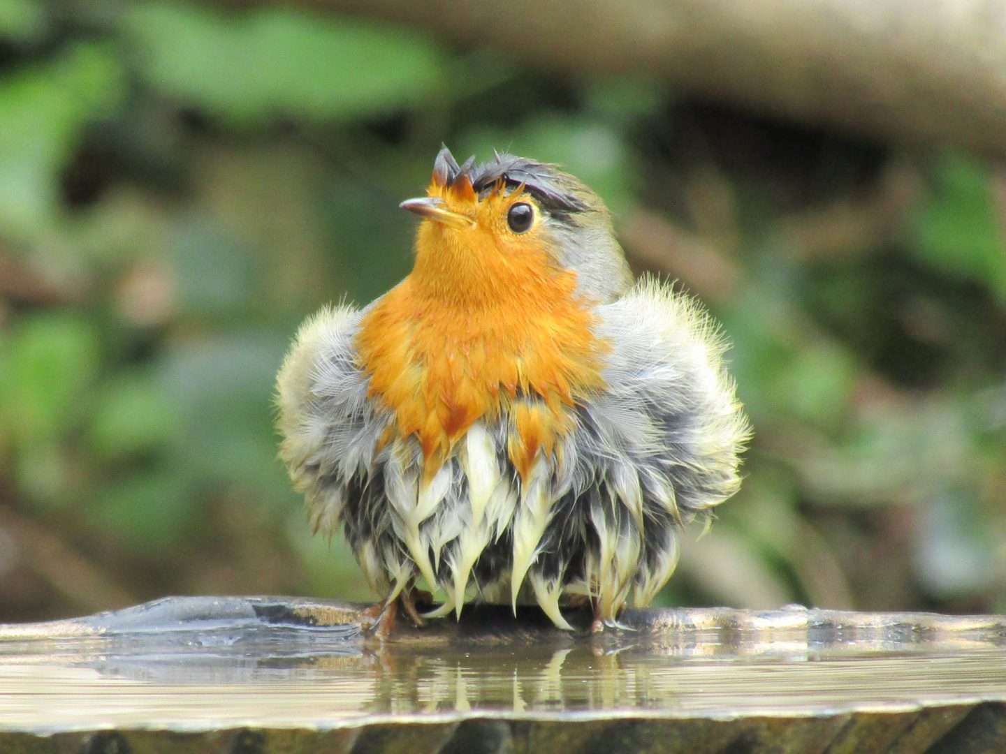 Robin at garden in the South Hams by Elizabeth Mulgrew - Devon Birds