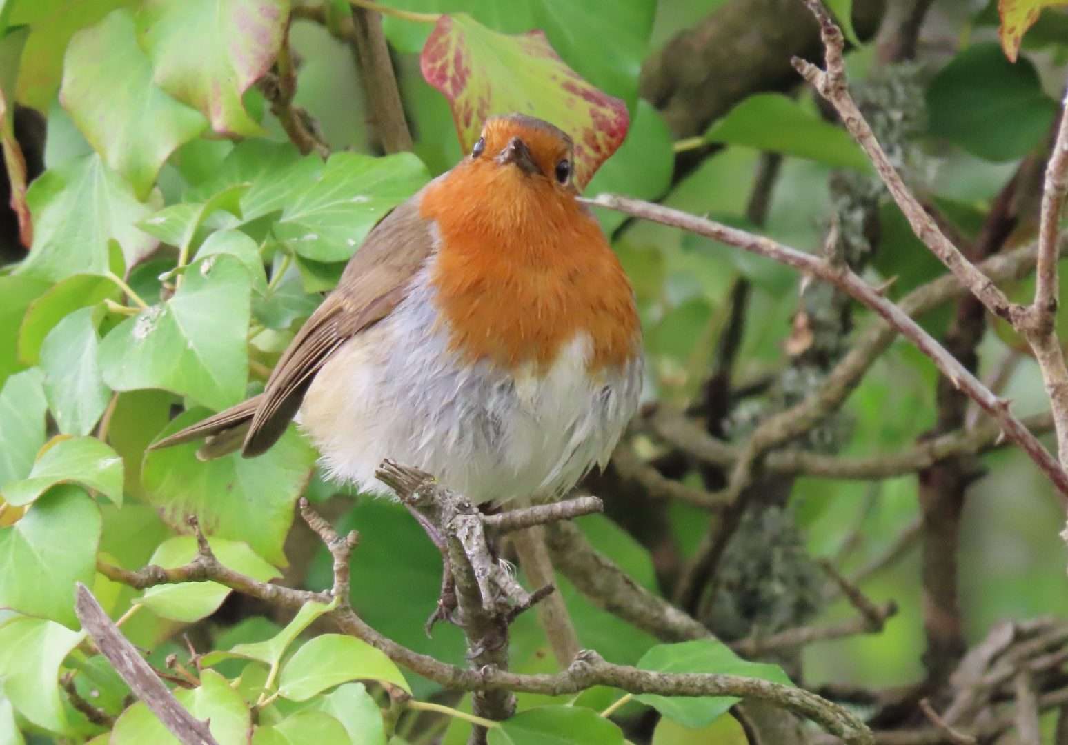 Robin at HACKNEY MARSHES,KINGSTEIGNTON by Ken Flaxman - Devon Birds