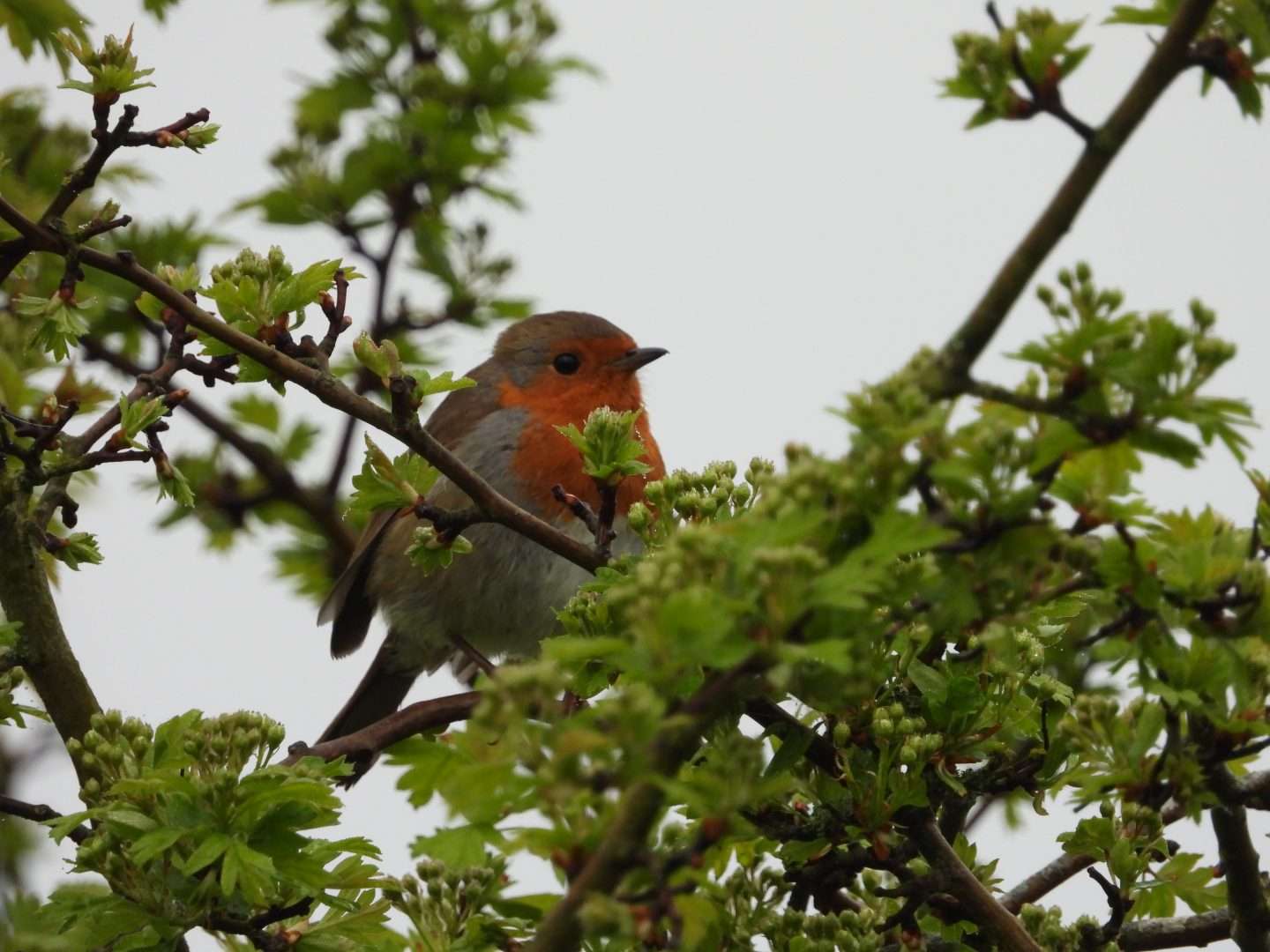 Robin at Exminster marshes RSPB by Kenneth Bradley - Devon Birds