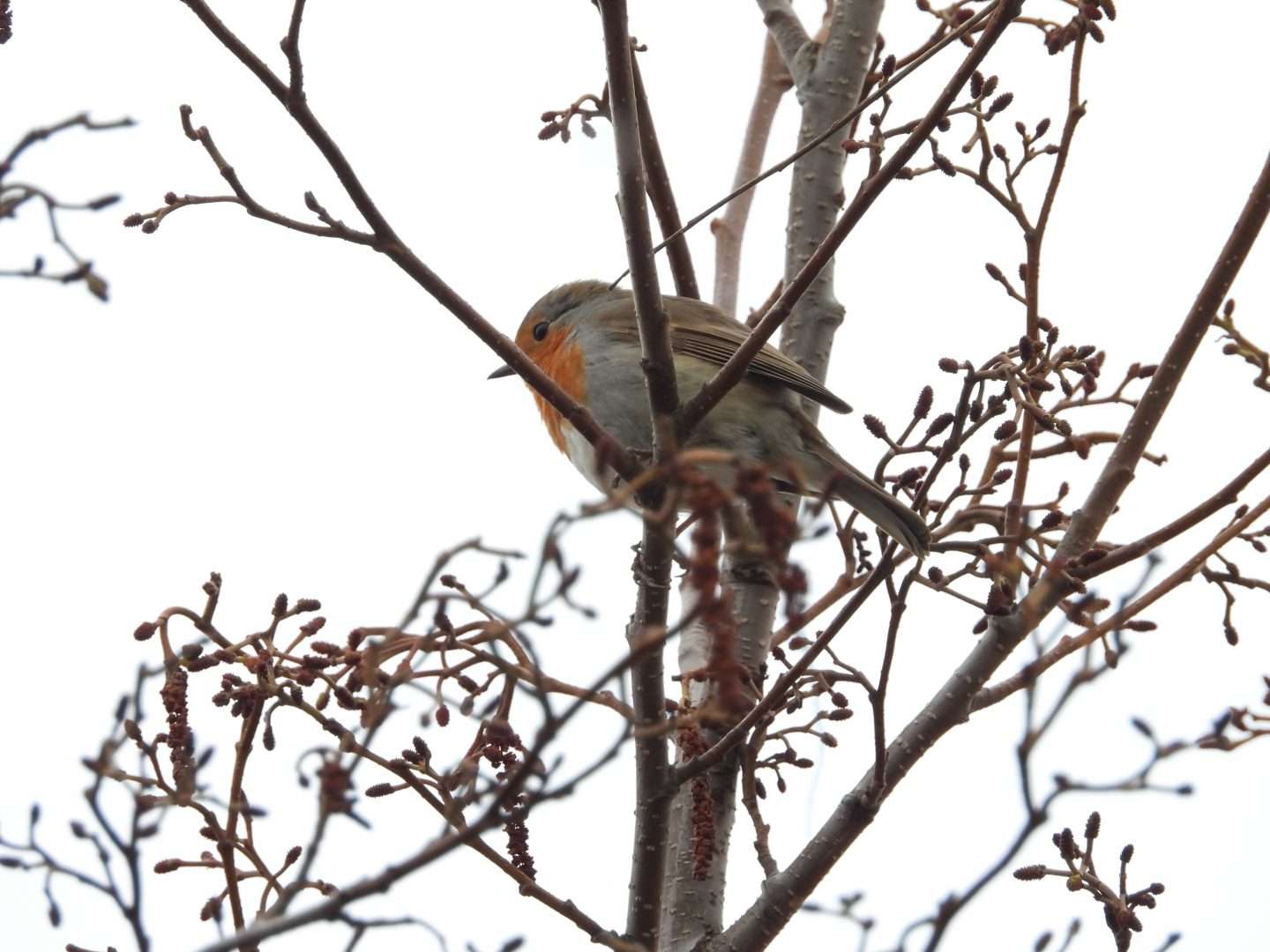 Robin at Exminster marshes RSPB by Kenneth Bradley - Devon Birds