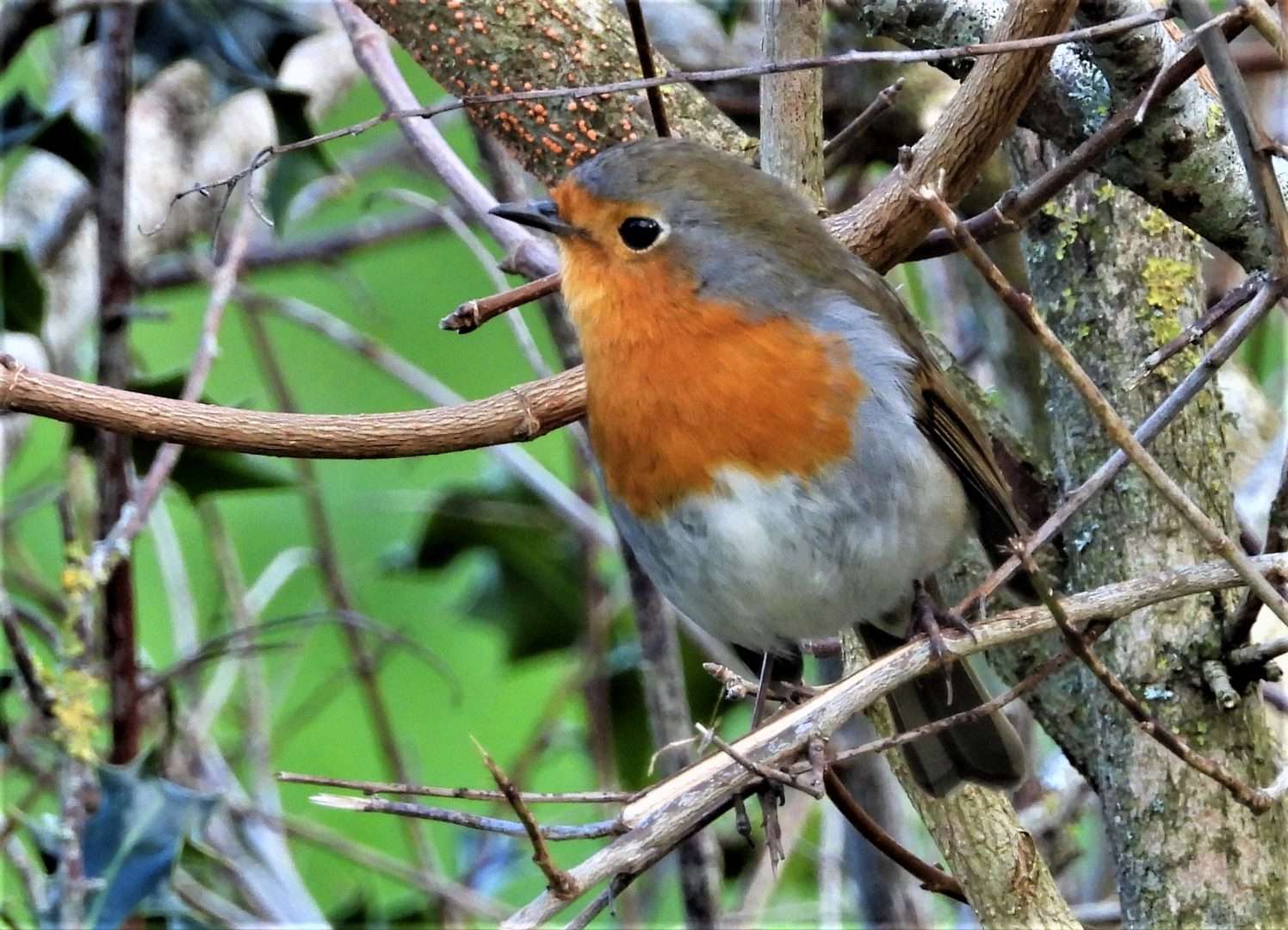 Robin at Stokeinteignhead by Kenneth Bradley - Devon Birds
