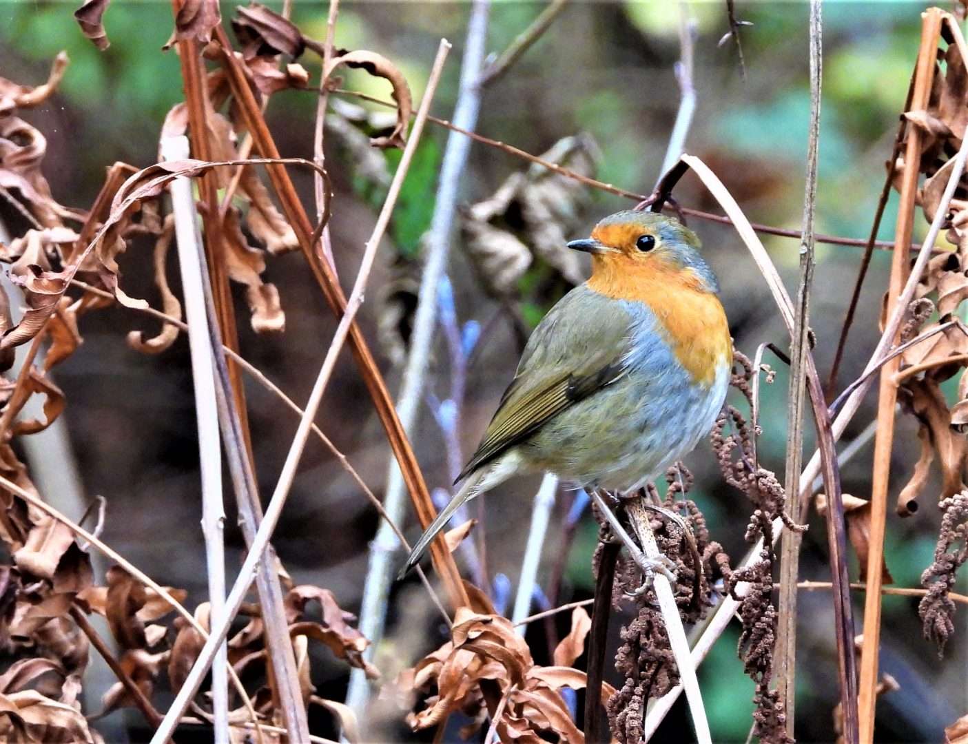 Robin at Stover by Kenneth Bradley - Devon Birds