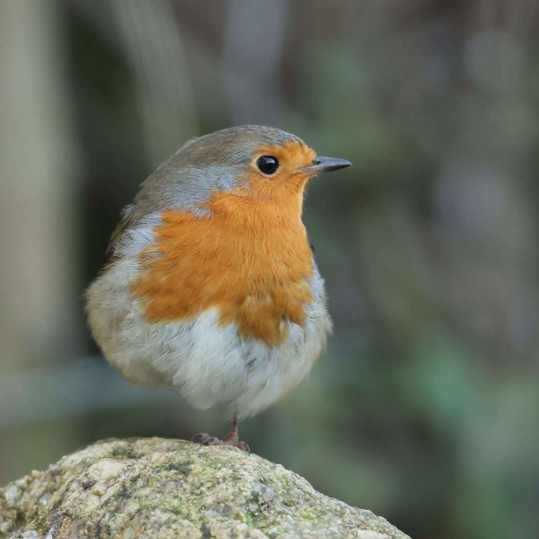 Robin at South Brent by Steve Hopper - Devon Birds