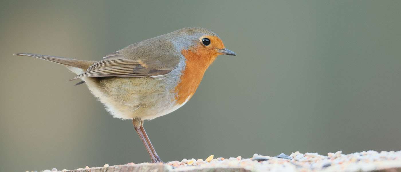 Robin at South Brent by Steve Hopper - Devon Birds