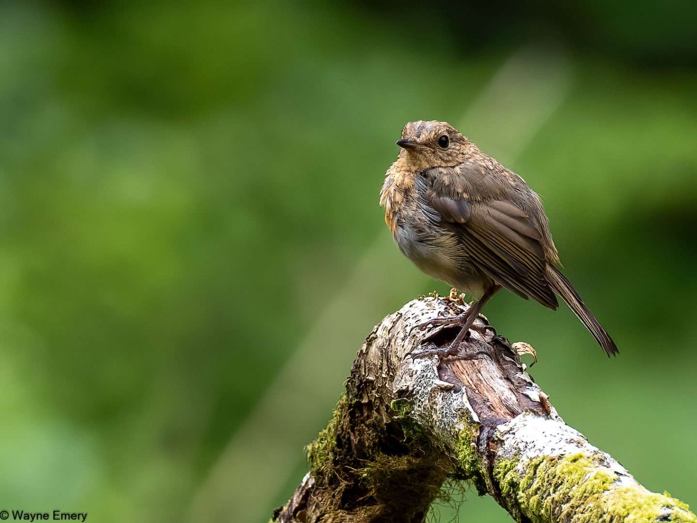 Robin at Plym Bridge by Wayne Emery - Devon Birds