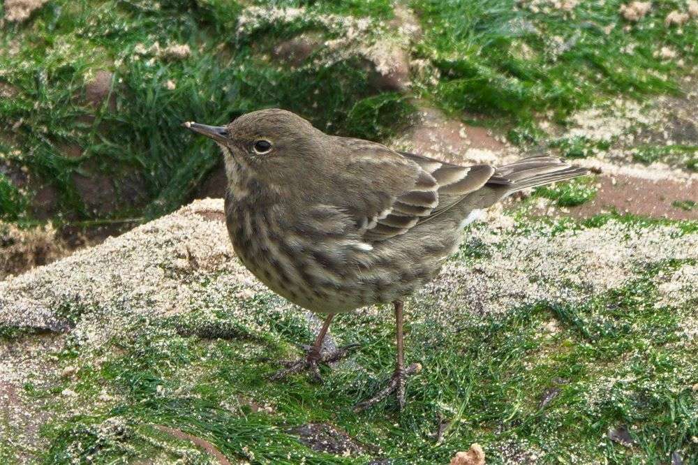 Rock Pipit at Oscombe Point by John Reeves - Devon Birds