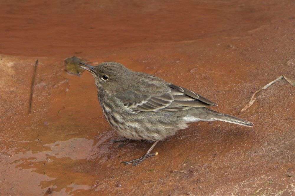 Rock Pipit at Oscombe Point by John Reeves - Devon Birds
