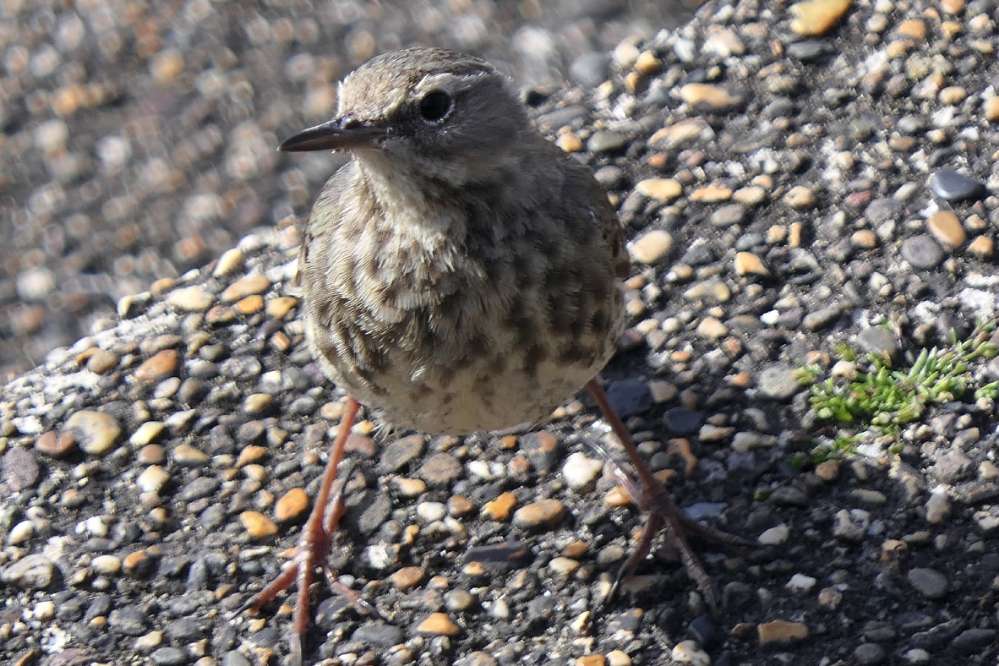 Rock Pipit at Capstone Parade by Martin Thorne - Devon Birds