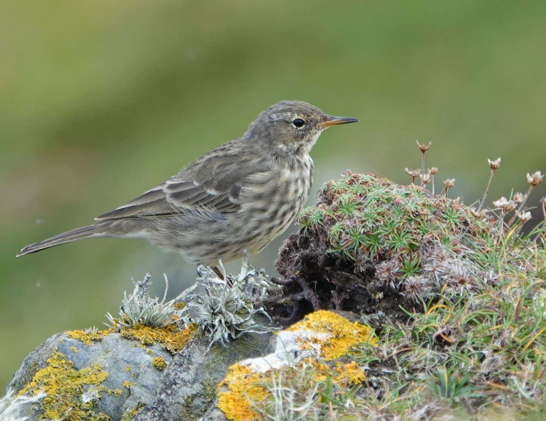 Rock Pipit at Hartland Coastal Path by Paul Howrihane - Devon Birds