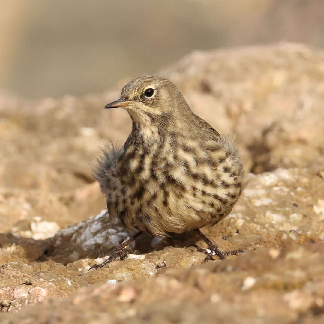 Rock Pipit at South Milton by Steve Hopper - Devon Birds