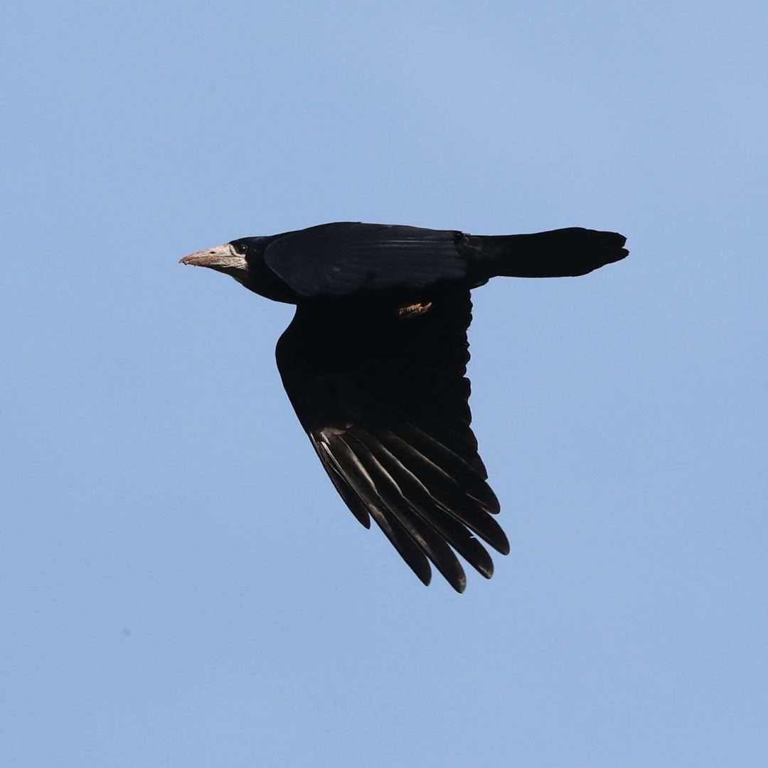 UK Websites - Devon Birds