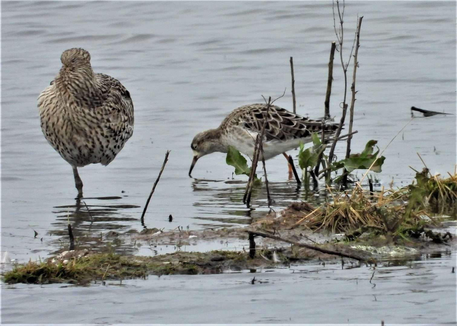 Ruff at Exminster marshes RSPB by Kenneth Bradley - Devon Birds