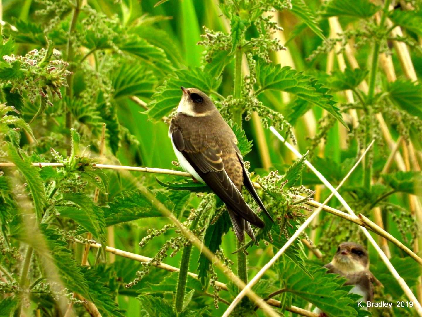 Sand Martin at Seaton Nature Reserve by Kenneth Bradley - Devon Birds