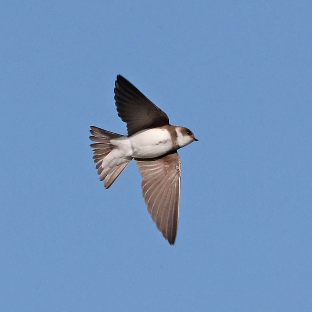 Sand Martin at Exminster marsh by Steve Hopper - Devon Birds