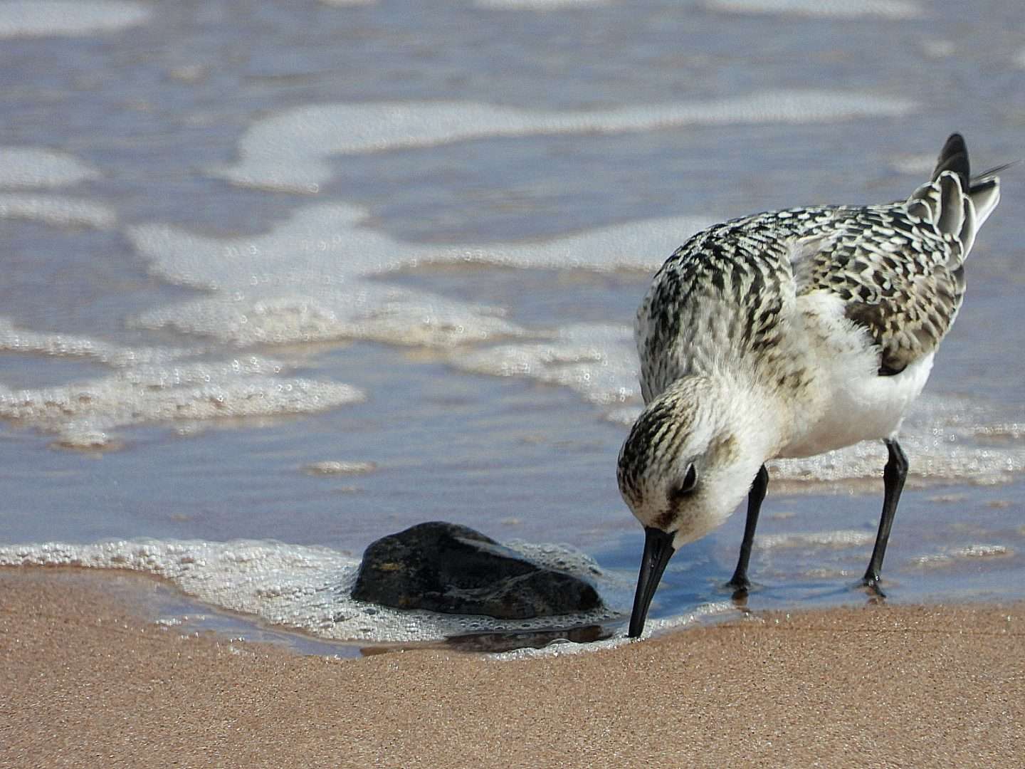 Sanderling at Dawlish Warren NNR by Kenneth Bradley - Devon Birds