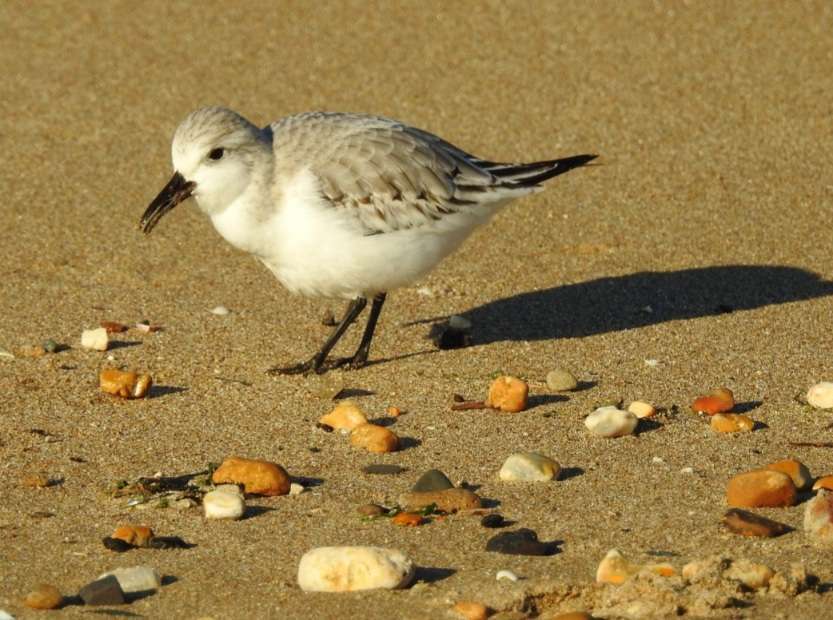 Sanderling at White House, Crow Beach by Phil and Sue Naylor - Devon Birds