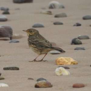 Scandinavian Rock Pipit at Dawlish Warren NNR by Emma Whitton - Devon Birds